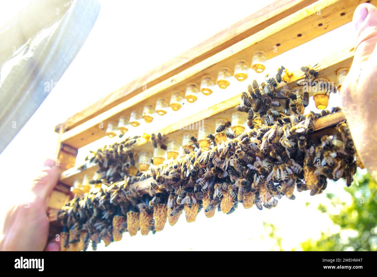 Beekeeping queen cell for larvae queen bees. beekeeper in apiary with ...