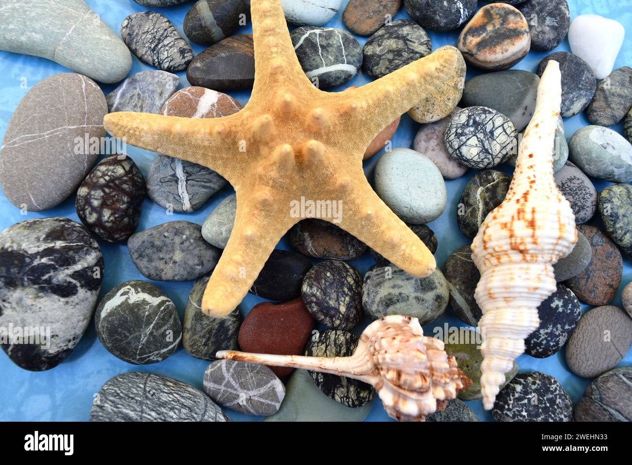 Ocean starfish ecosystem hi-res stock photography and images - Alamy