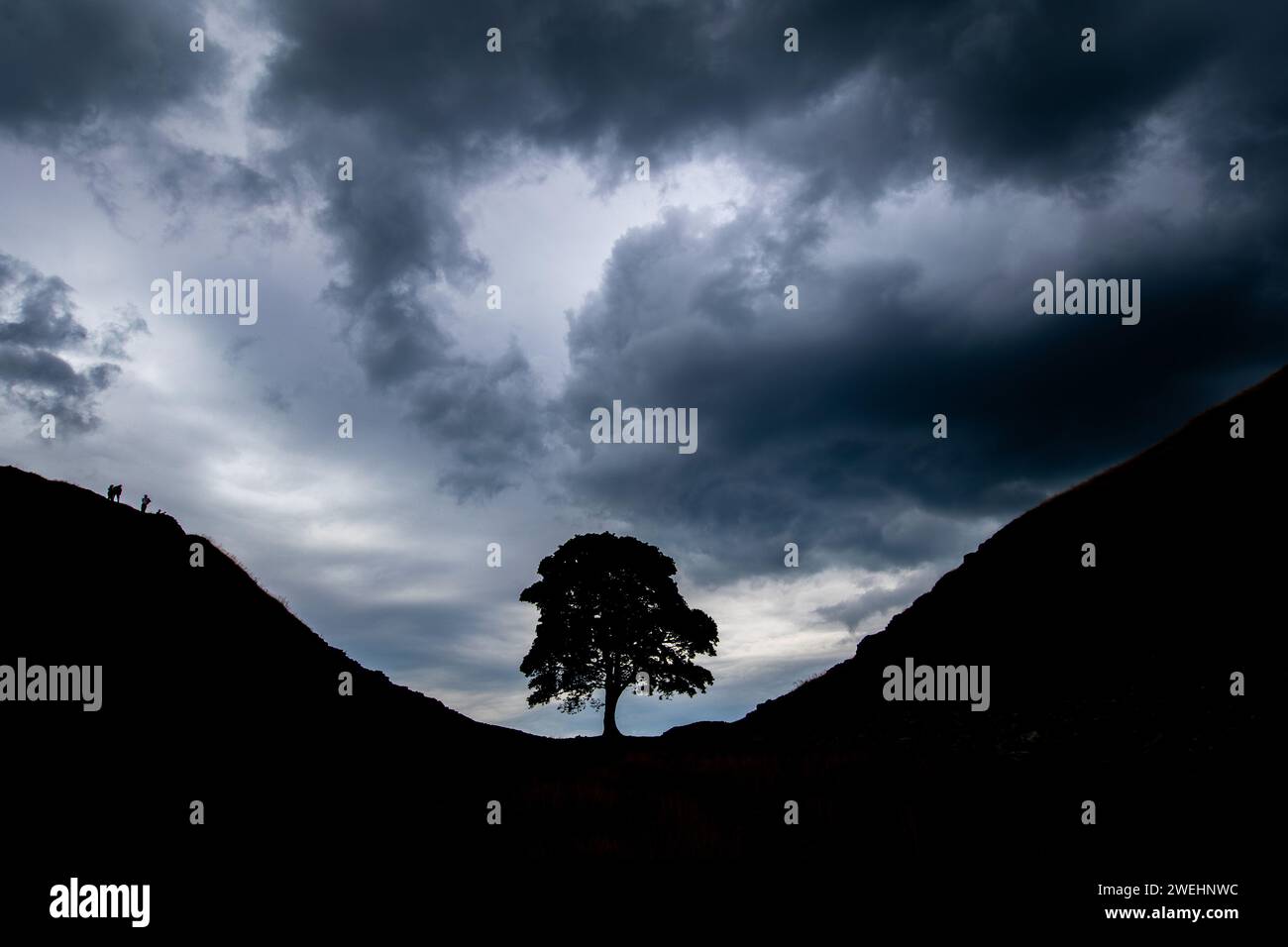 Sycamore Gap - Iconic lone Sycamore tree near Hadrian's Wall, Crag ...