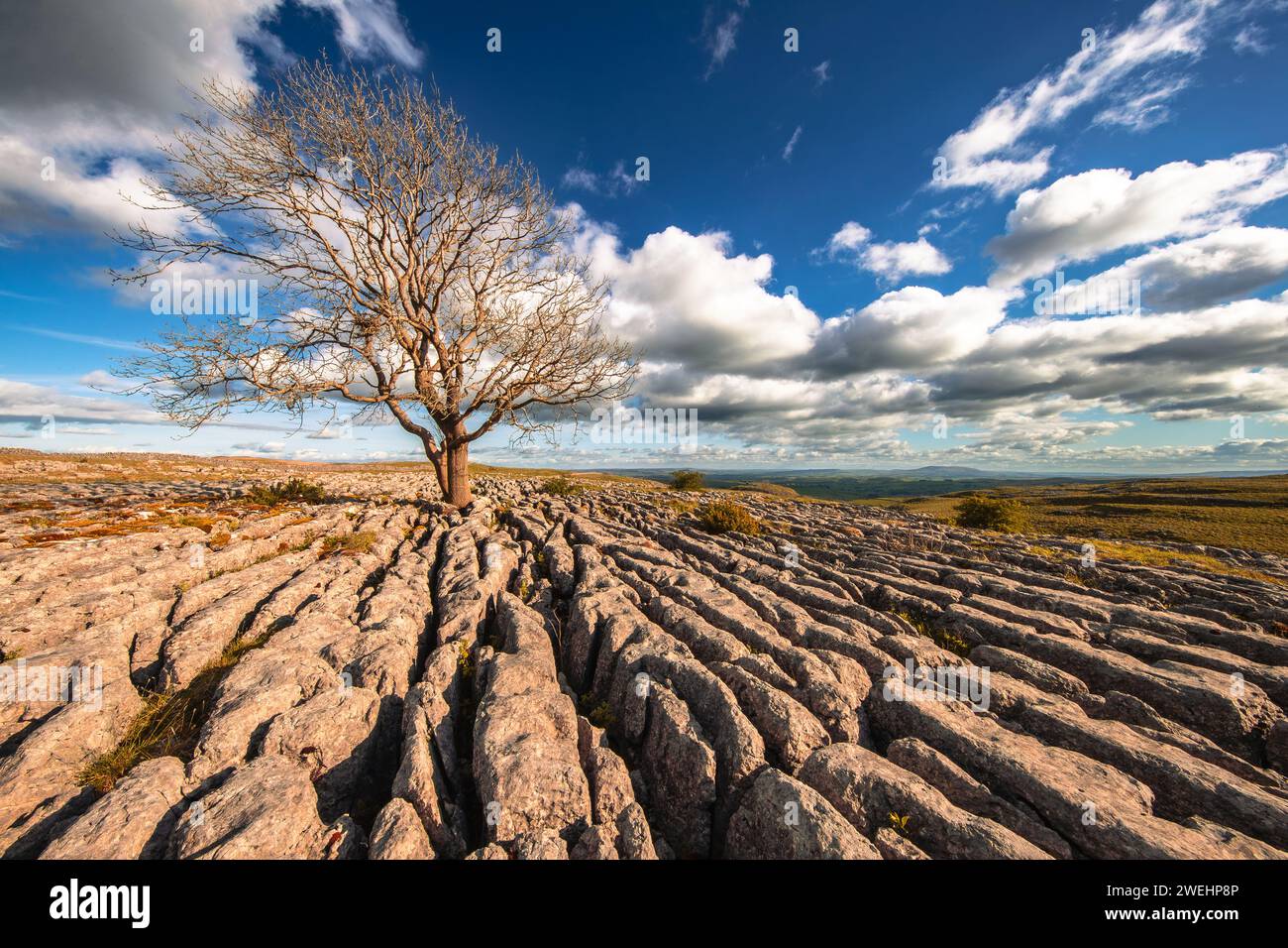 A resiliant lone Hawthorn tree clings to the windswept limestone ...