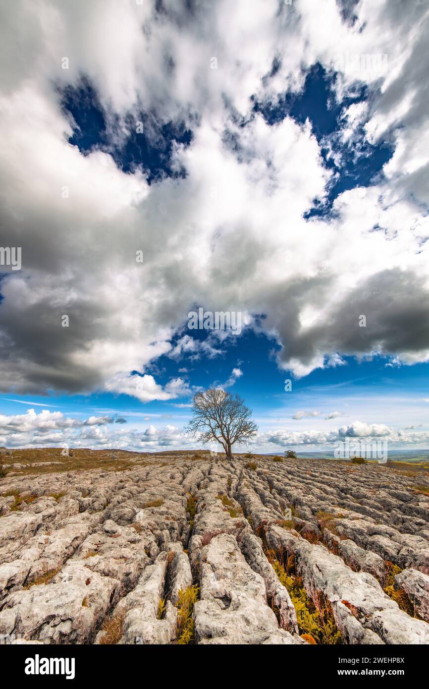 A resiliant lone Hawthorn tree clings to the windswept limestone ...