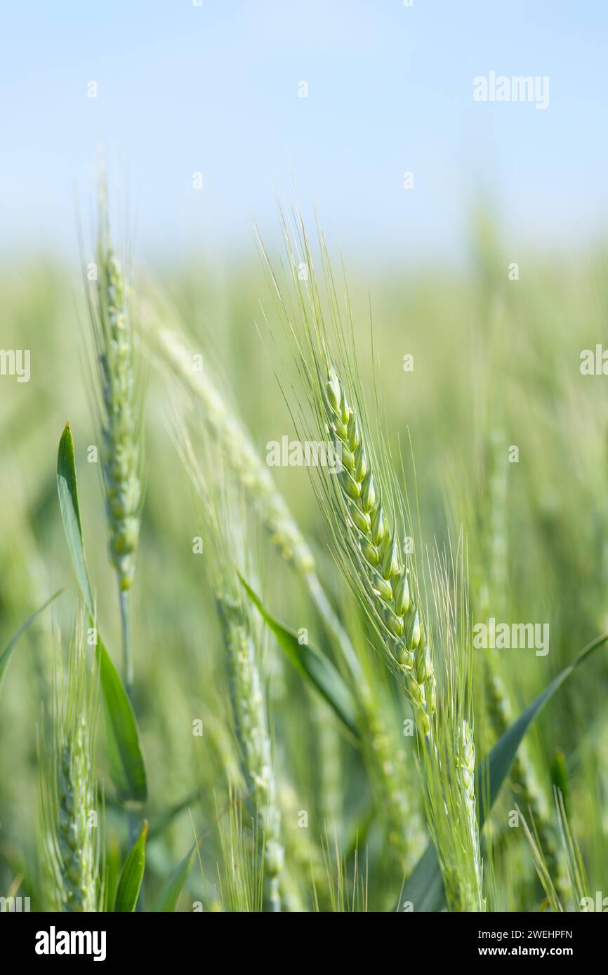 Ear of wheat with grain bearing tip growing in sunshine with blue sky ...