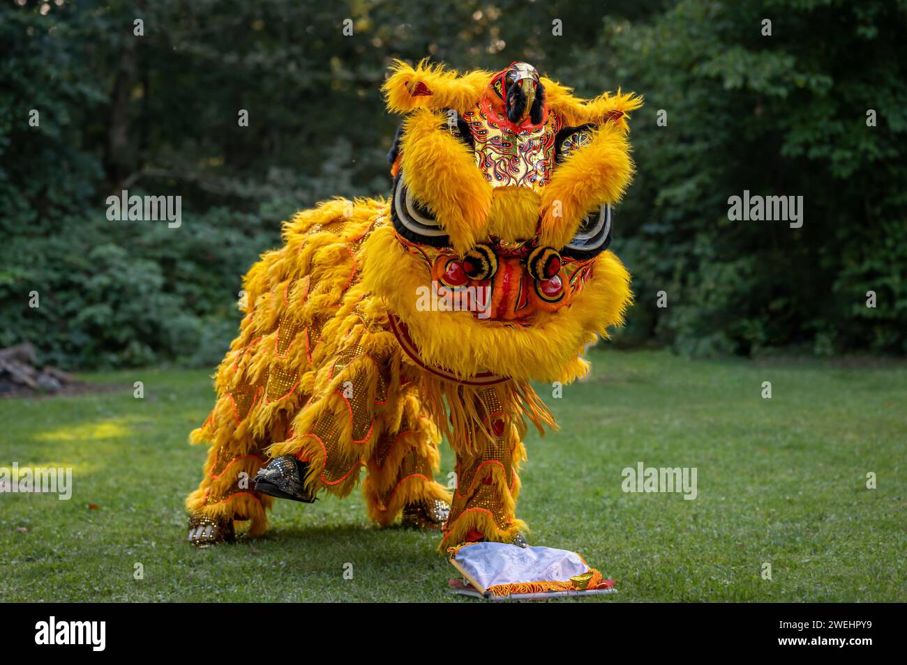 Traditional lion dance. One yellow lion. Celebration in Chinese New ...