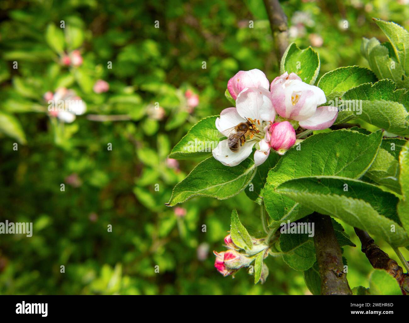 apple blossoms, spring flowers, a bee pollinating an apple tree flower ...