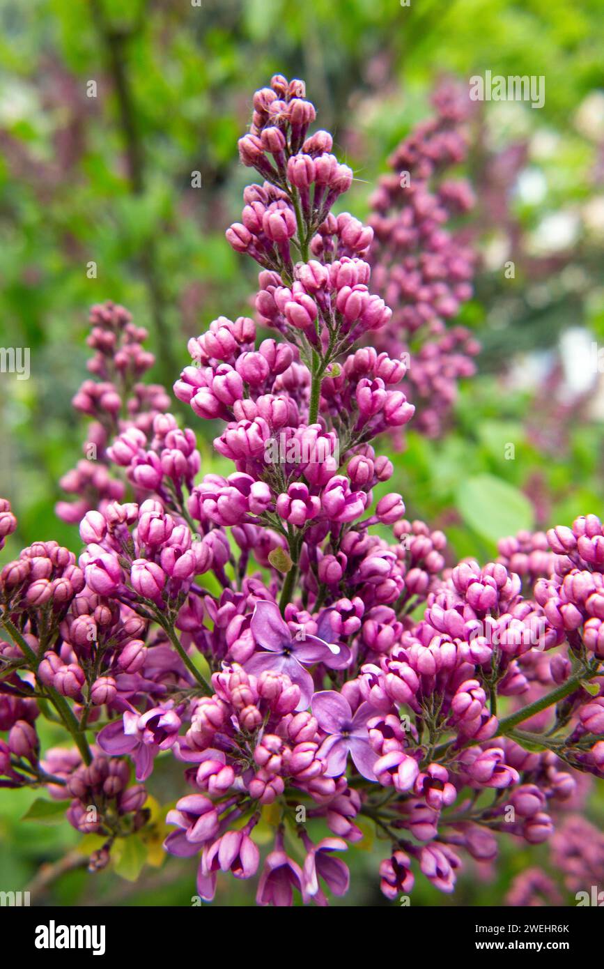 Syringa spring hi-res stock photography and images - Alamy