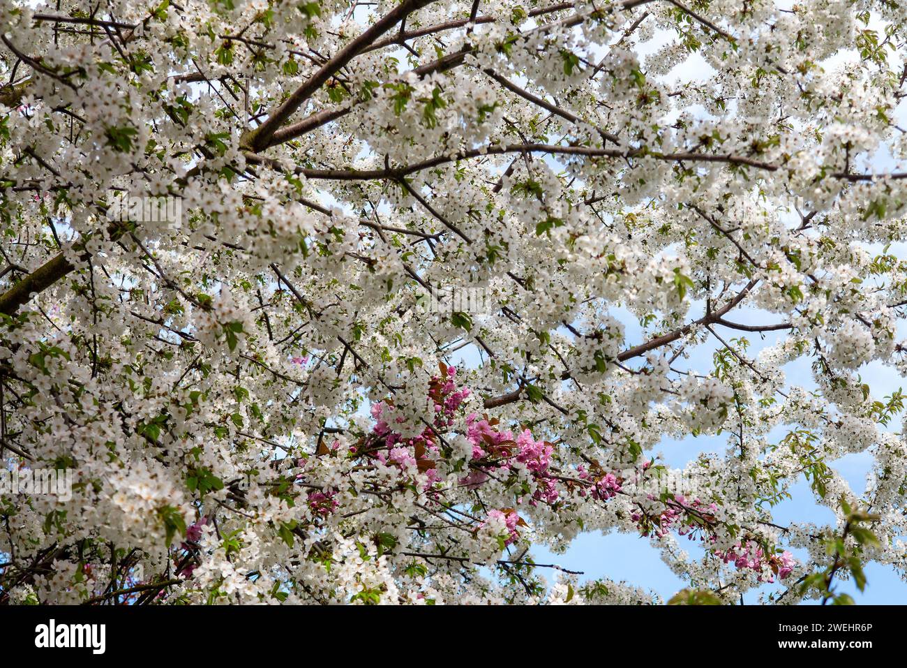 spring time, sakura and bird cherry, Prunus, trees in bloom Stock Photo ...