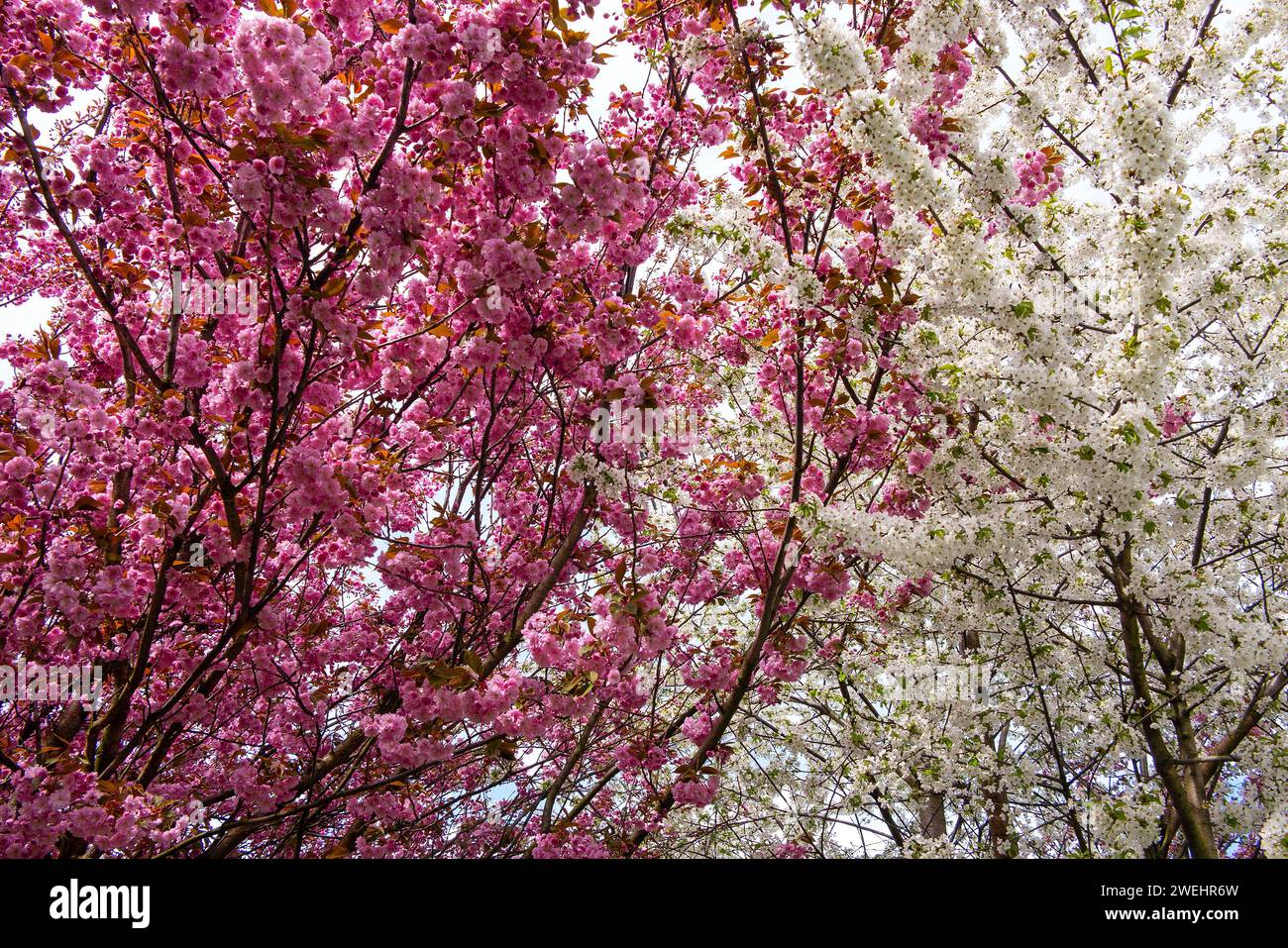 spring time, sakura and bird cherry, Prunus, trees in bloom Stock Photo ...