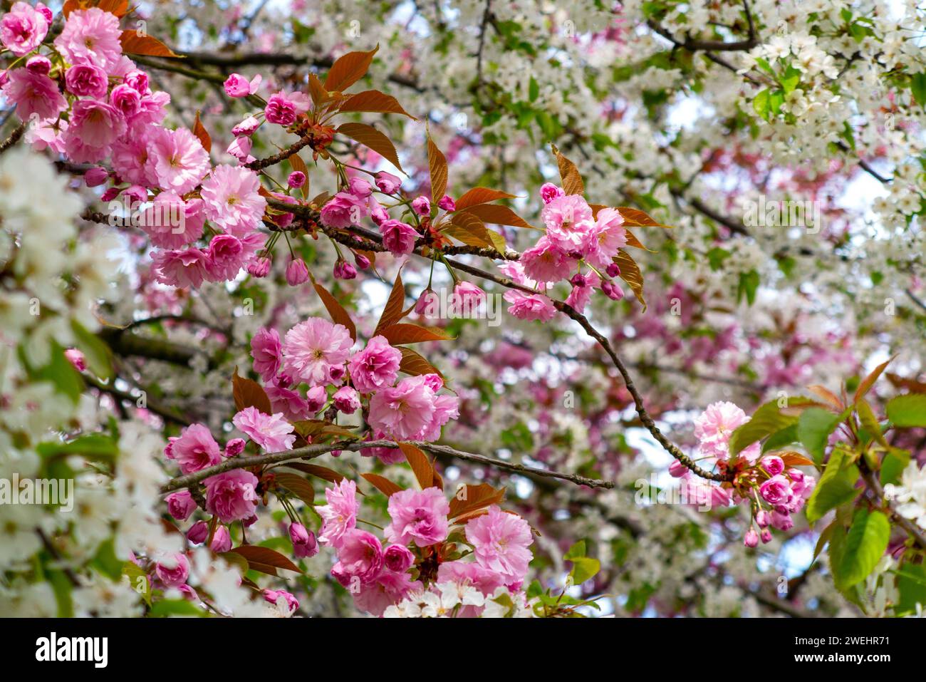 spring time, sakura and bird cherry, Prunus, trees in bloom Stock Photo ...