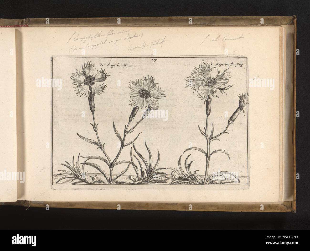 Inscriptions superba hi-res stock photography and images - Alamy