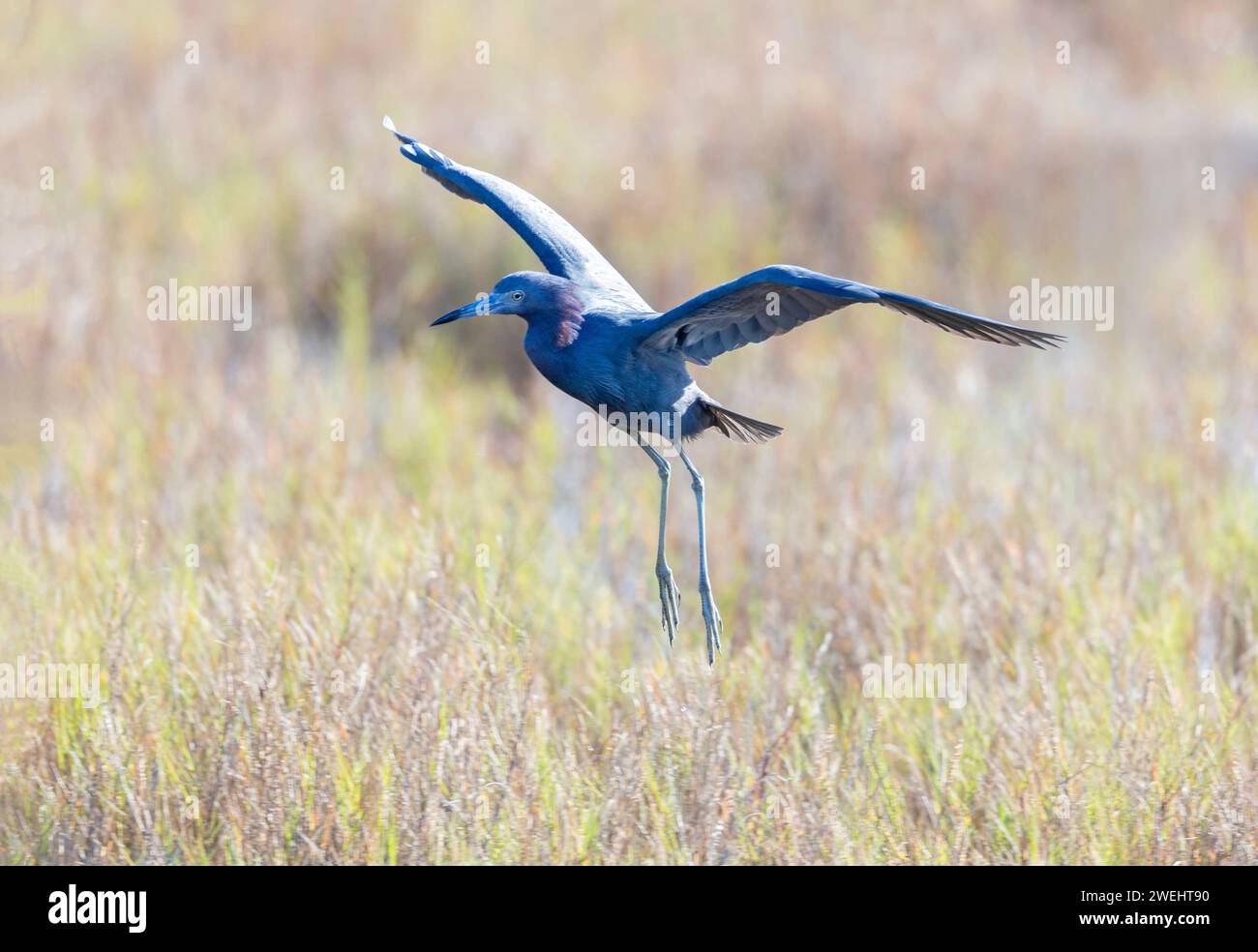 Blue heron flying hi-res stock photography and images - Alamy