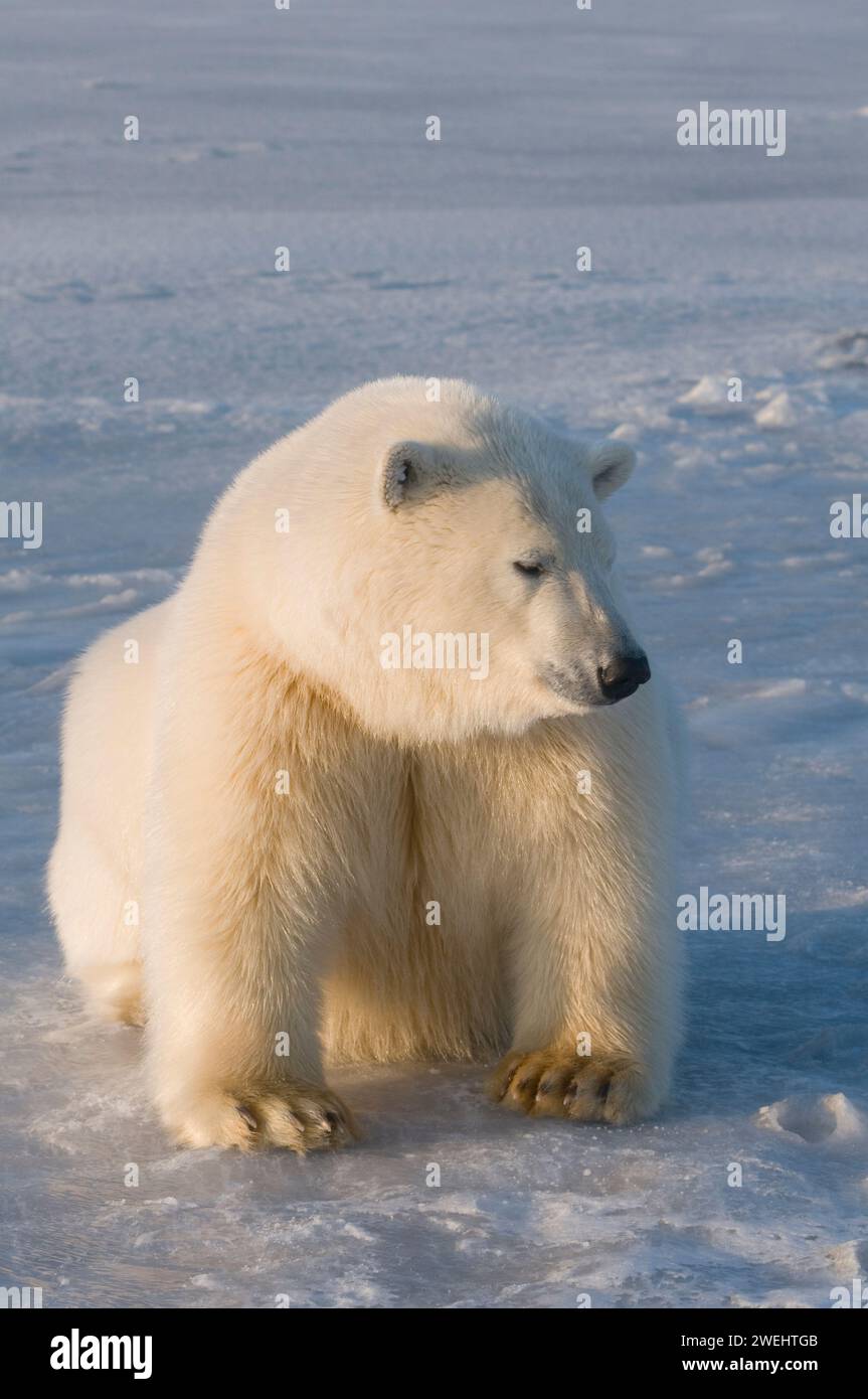 polar bear, Ursus maritimus, curious tagged 300-400 lb. subadult along ...