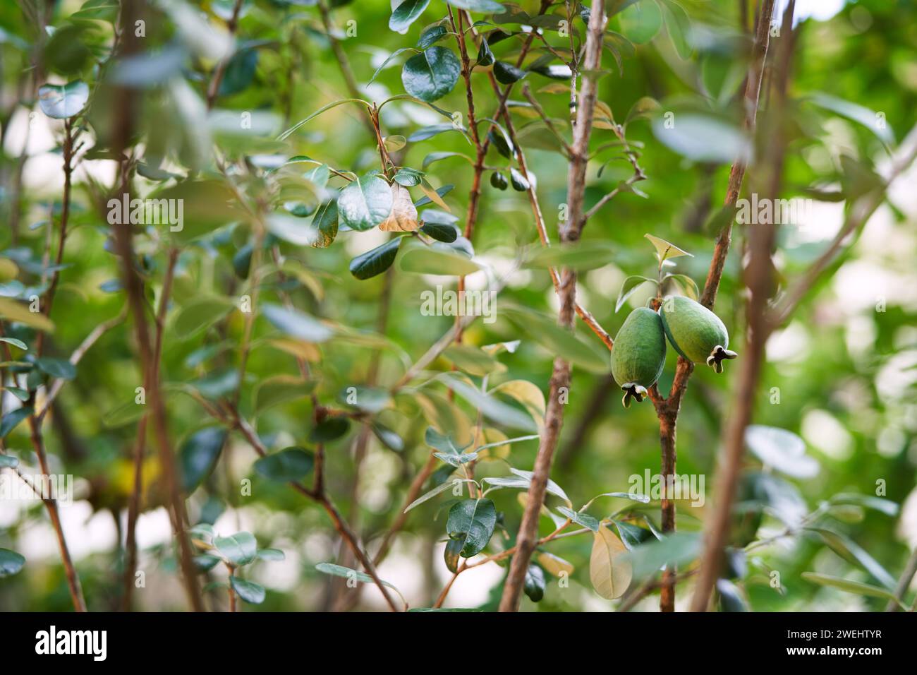 Feijoa foliage hi-res stock photography and images - Alamy