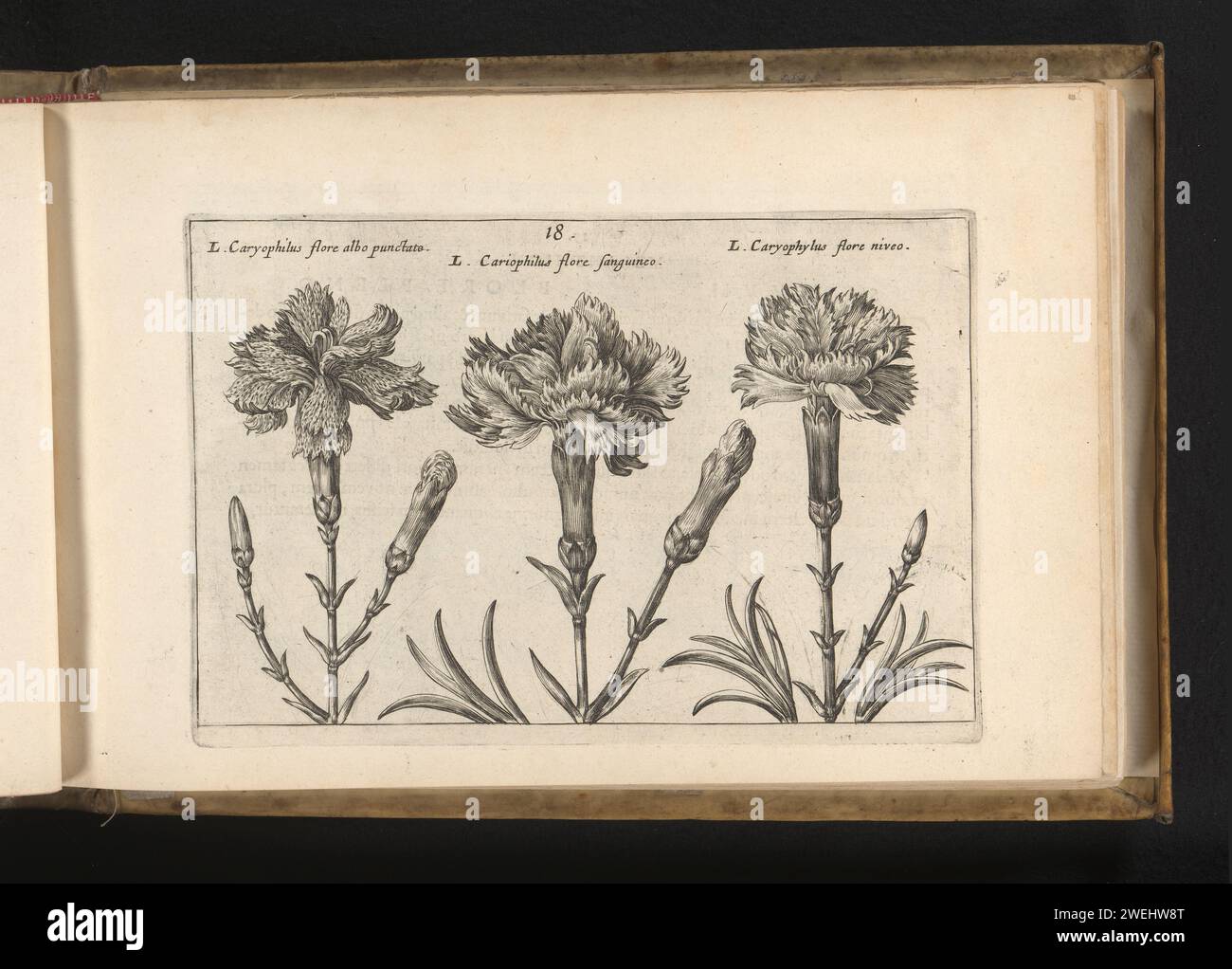 Inscriptions superba hi-res stock photography and images - Alamy