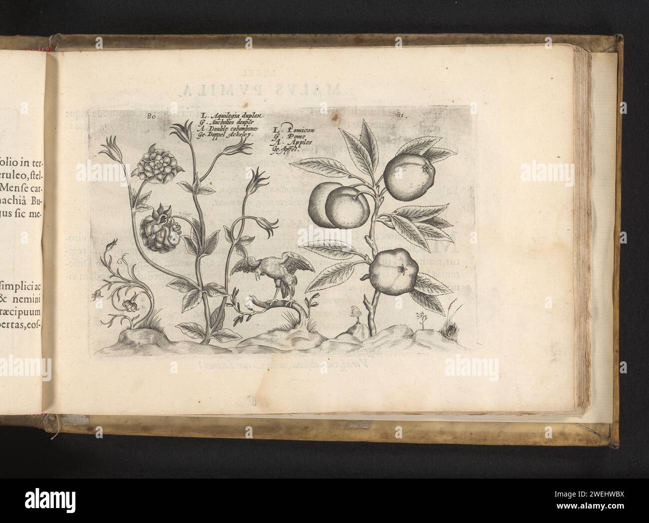 Double Akelei and Appel, Crispijn van de Passe (II) (Attributed to), After Crispijn van de Passe ...