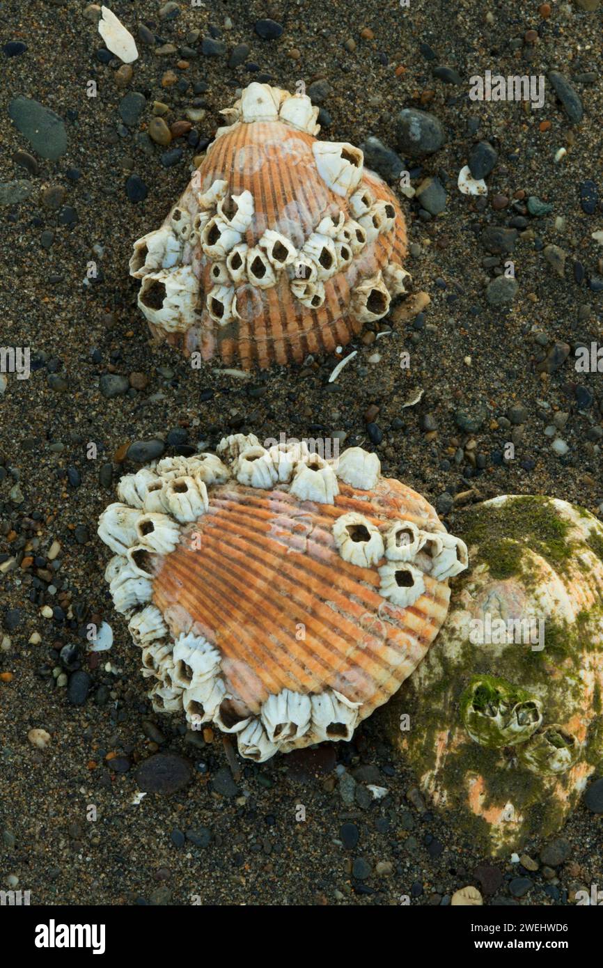 Shell with barnacles on beach, Damon Point State Park, Washington Stock ...