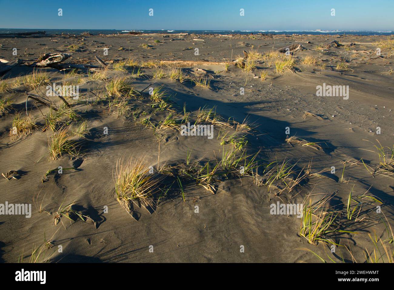 Beach dune, Damon Point State Park, Washington Stock Photo - Alamy