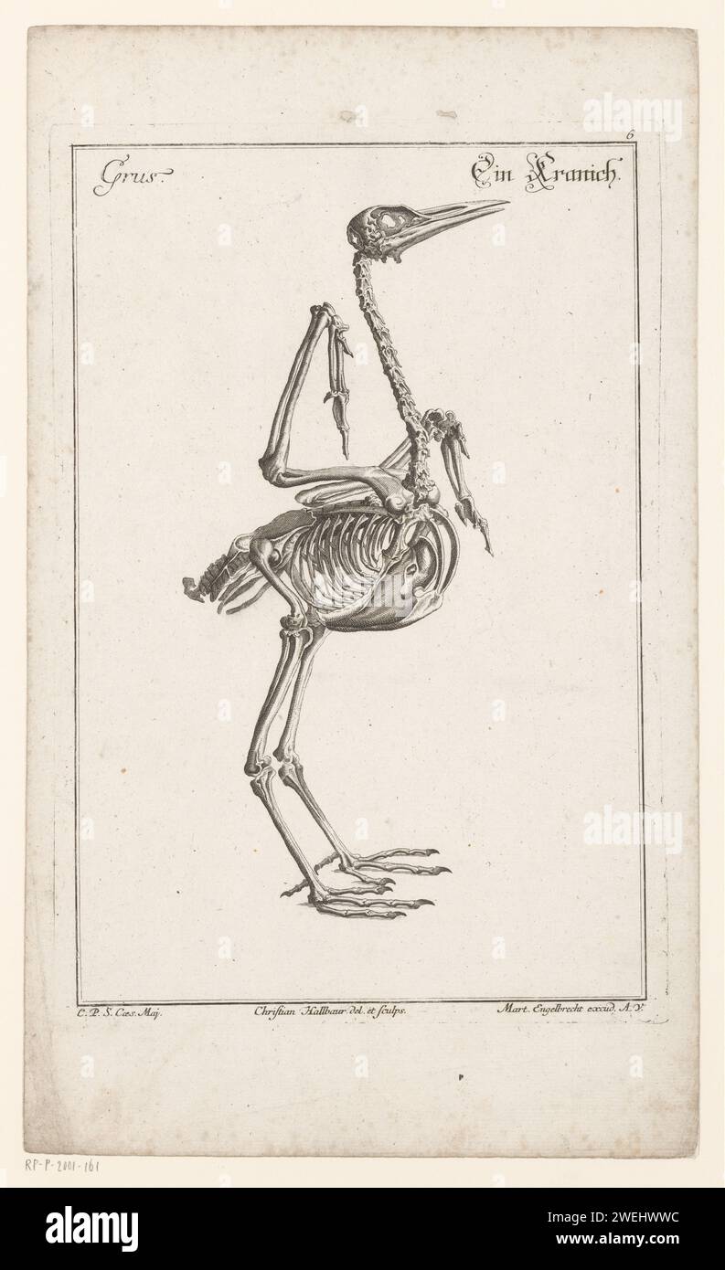 Skeleton of a crane, Christian Hallbaur, 1735 print paper etching shore ...
