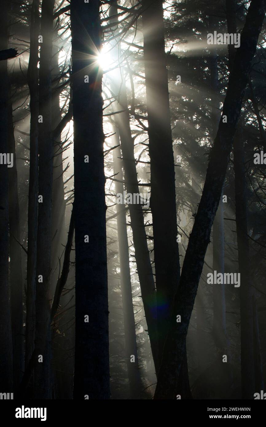 Pacific coast forest spruce forest hi-res stock photography and images ...