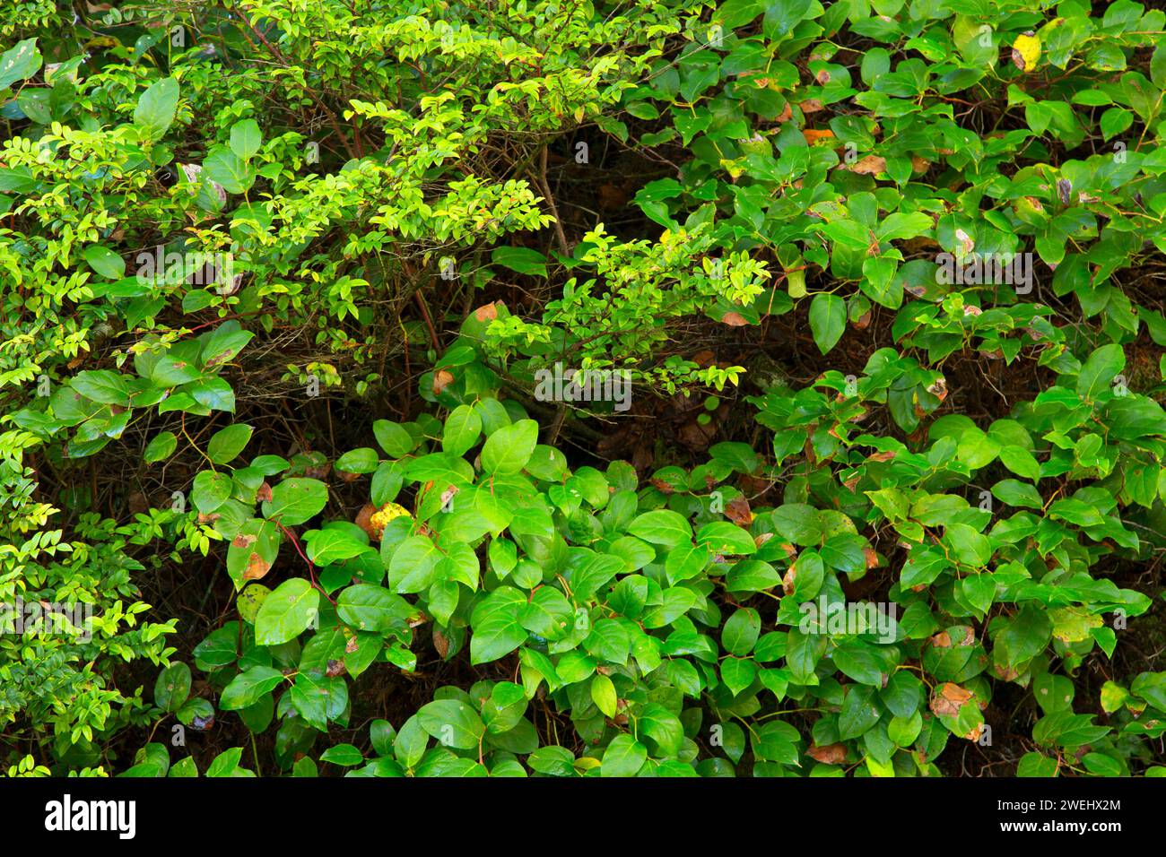 Pacific coast forest spruce forest hi-res stock photography and images ...