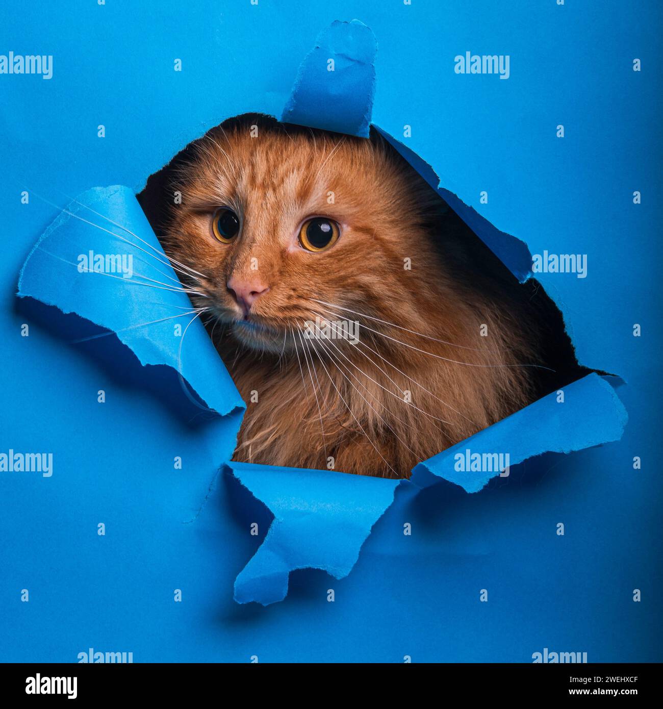 Cat looking out through ripped paper Stock Photo - Alamy