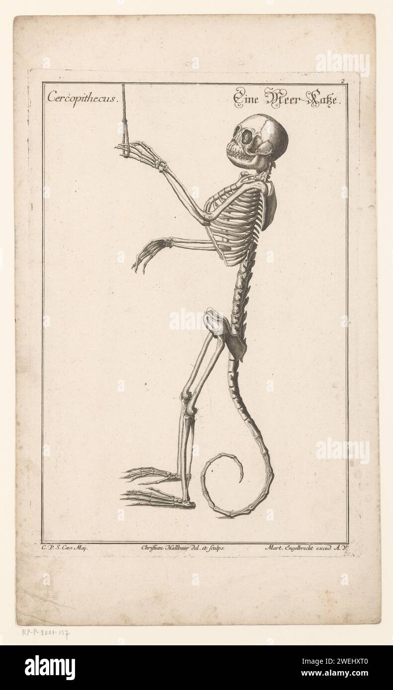 Skeleton of a Meerkat, Christian Hallbaur, 1735 print paper etching ...