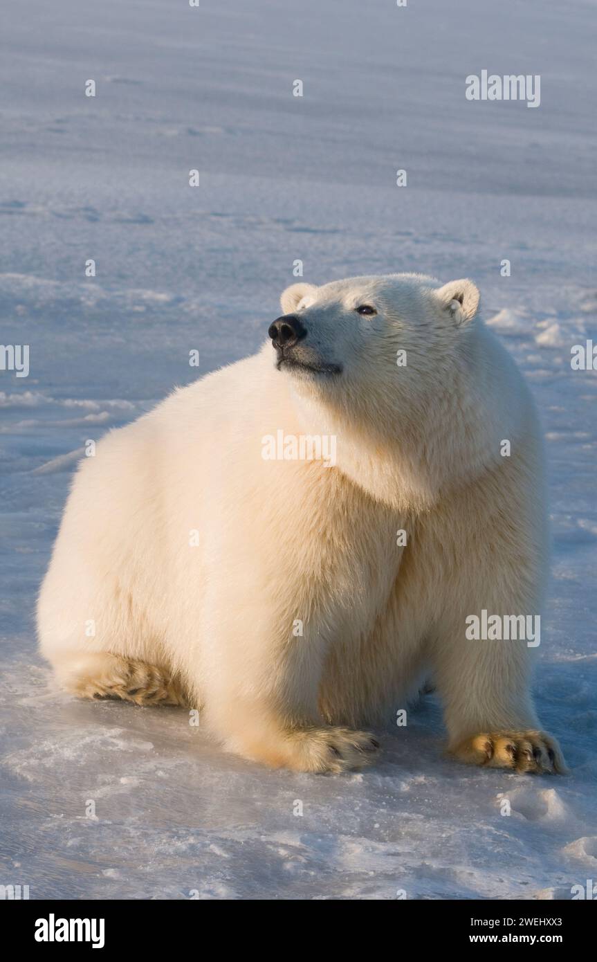 polar bear, Ursus maritimus, tagged 300-400 lb. subadult along the ...