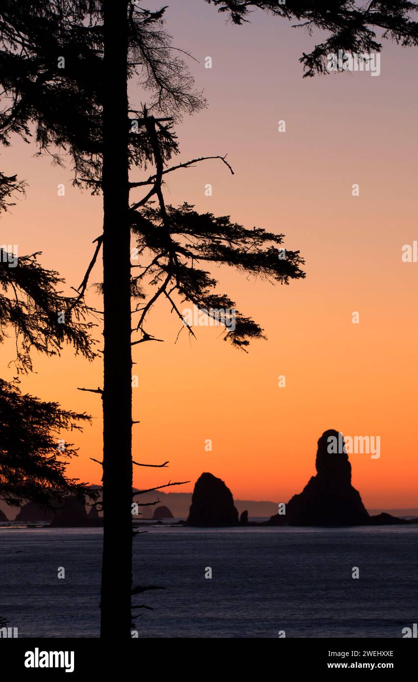 Third Beach sunrise, Olympic National Park, Washington Stock Photo - Alamy