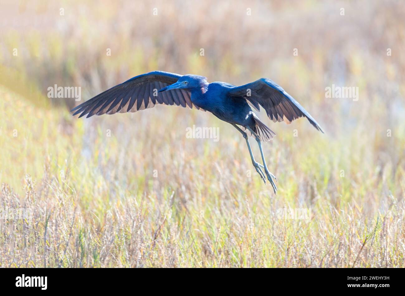 Blue heron flying hi-res stock photography and images - Alamy