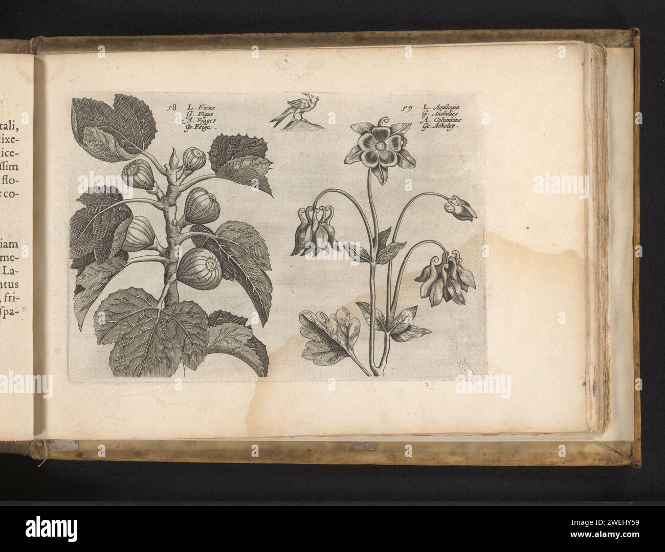 Fig tree and Wilde Akelei, Crispijn van de Passe (II) (Attributed to), After Crispijn van de ...