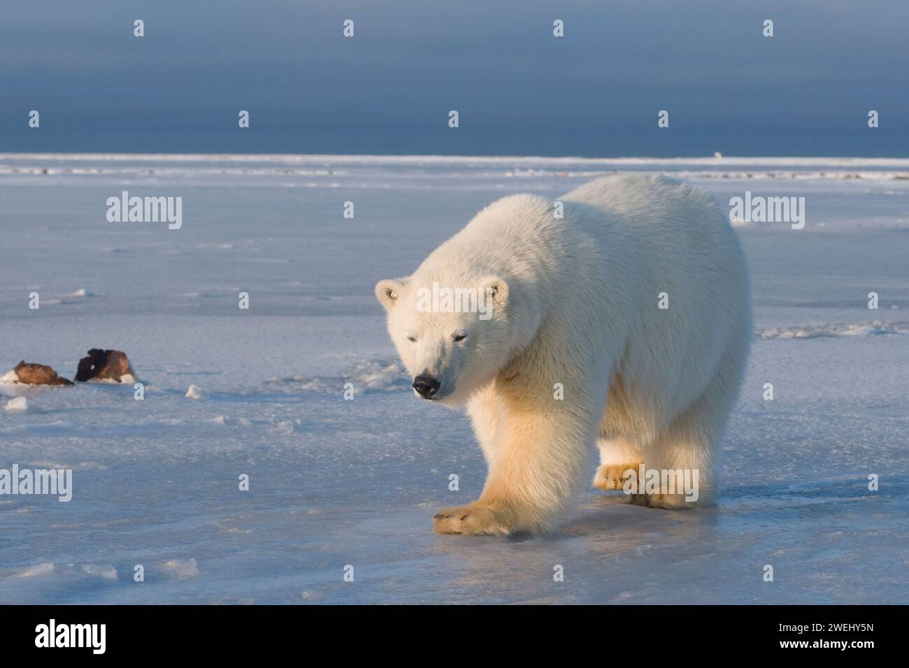 polar bear Ursus maritimus curious tagged 300-400 lb subadult along the ...