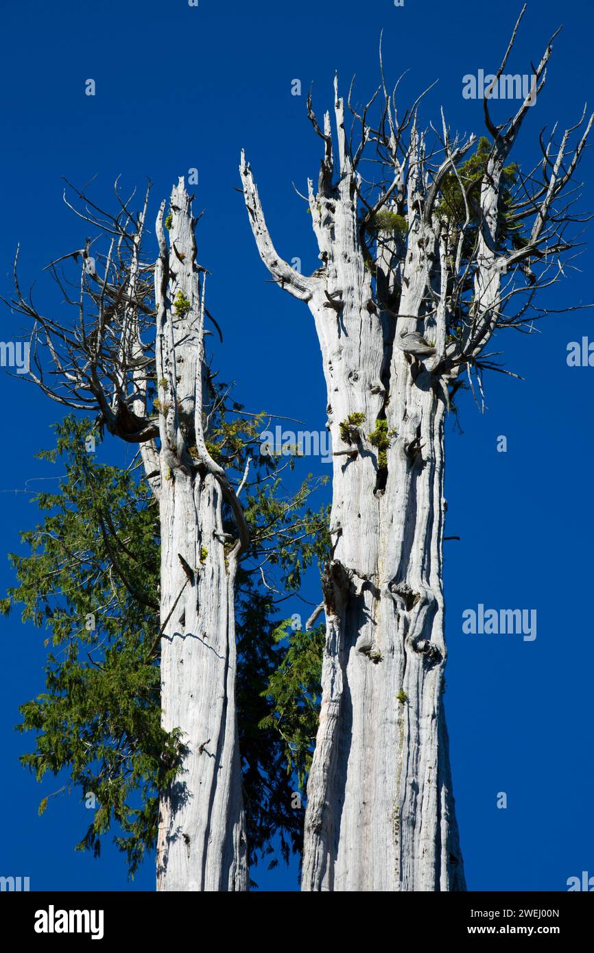Duncan Cedar (World's largest red cedar), Olympic Peninsula State Trust ...