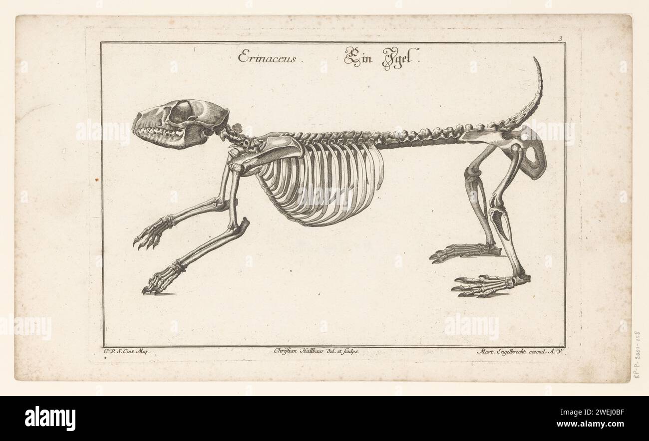 Skeleton of a hedgehog, Christian Hallbaur, 1735 print paper etching ...