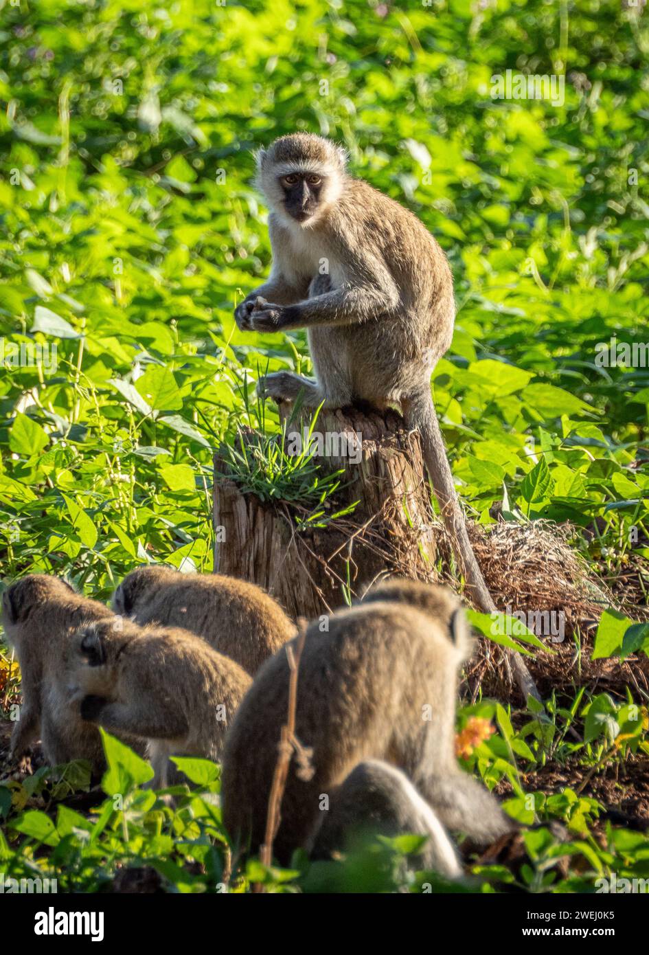 Mount kigali hi-res stock photography and images - Alamy