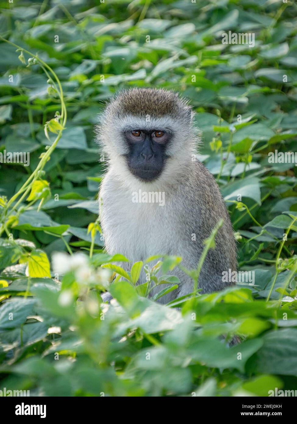Blue vervet monkeys that hang around in the forest on the summit of ...