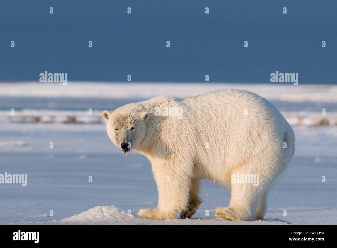 polar bear, Ursus maritimus, collared sow feeds on a piece of whale ...