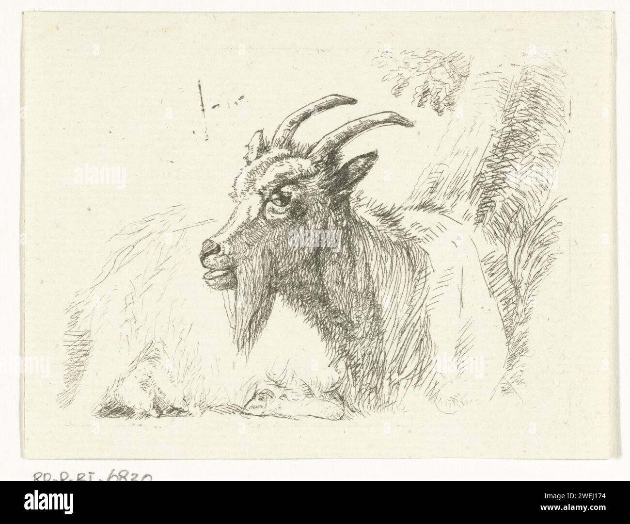 Lying goat, Jan Dasveldt, 1780 - 1855 print paper etching goat Stock ...