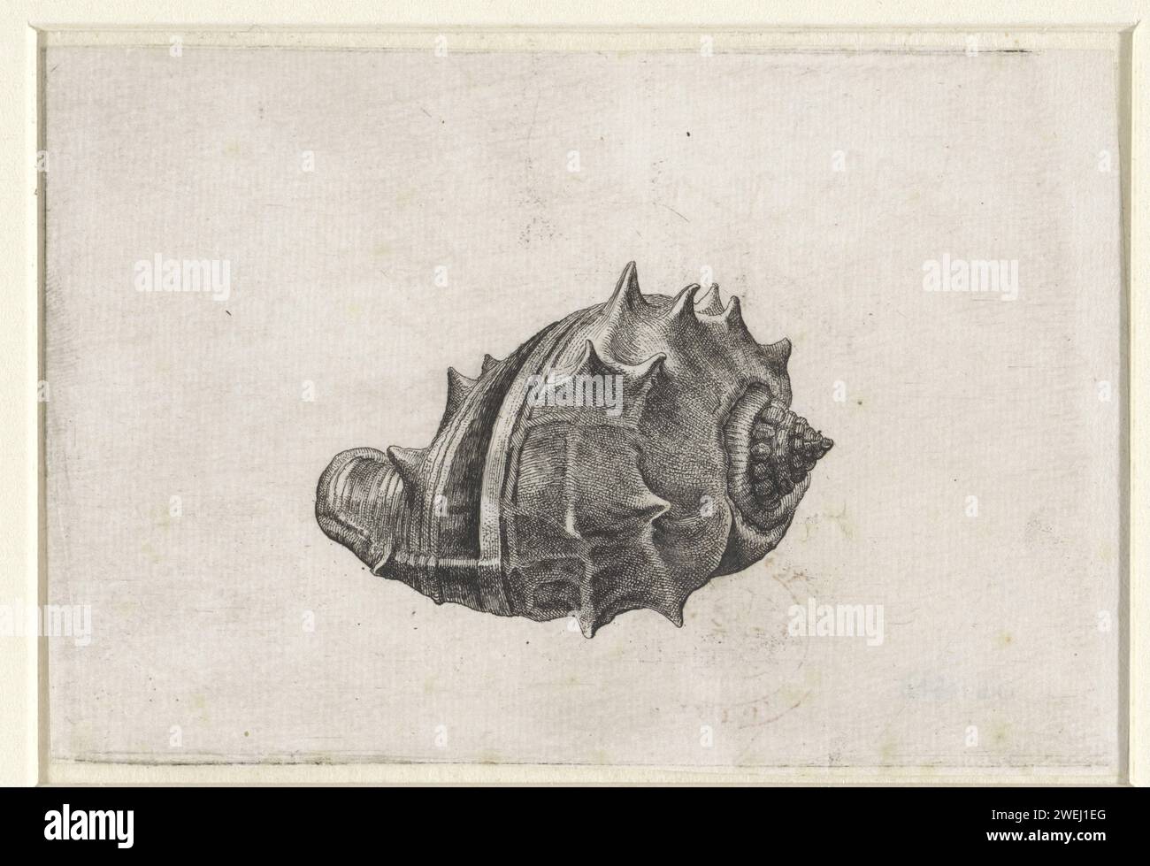 Schelp, Melongena Melongena, Wencslaus Hollar, 1644 - 1652 print paper ...