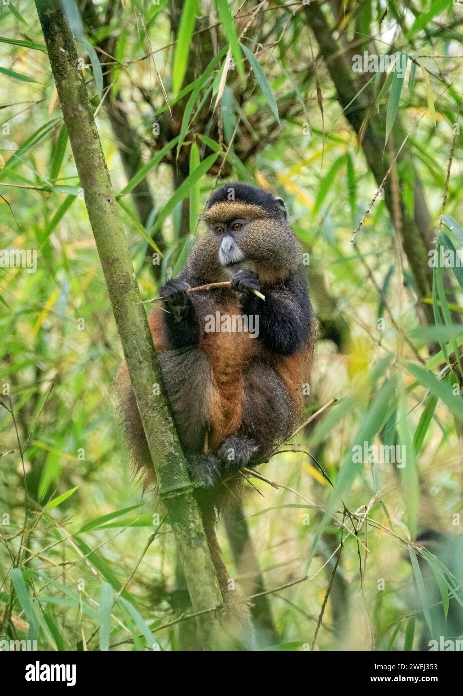 Volcanoes National Park in Rwanda around the slopes of Mount Sabyinyo ...