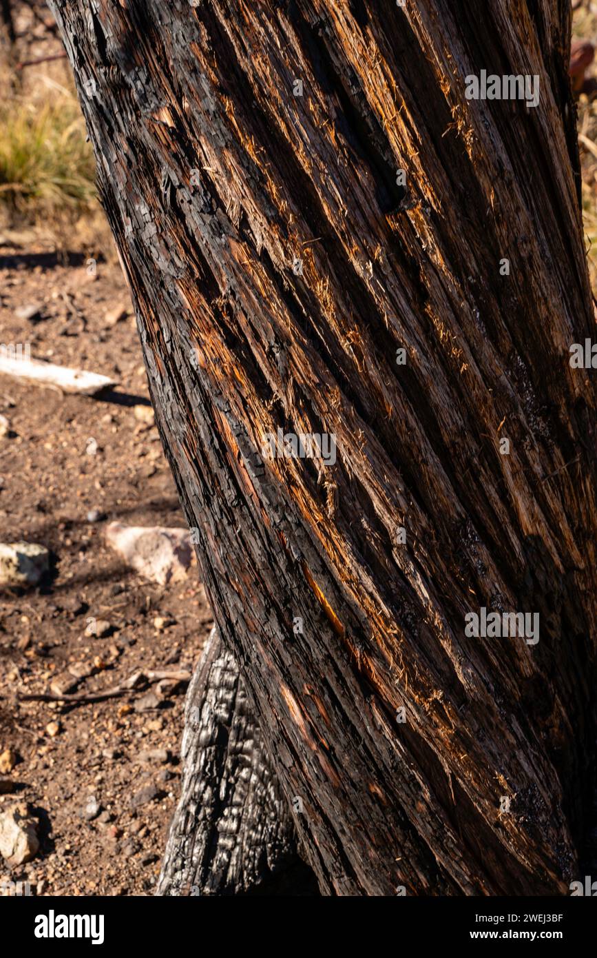 Photograph of a burned tree along the Laguna Meadow Trail, Chisos ...