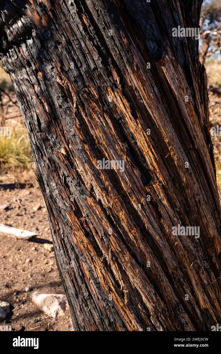 Photograph of a burned tree along the Laguna Meadow Trail, Chisos ...