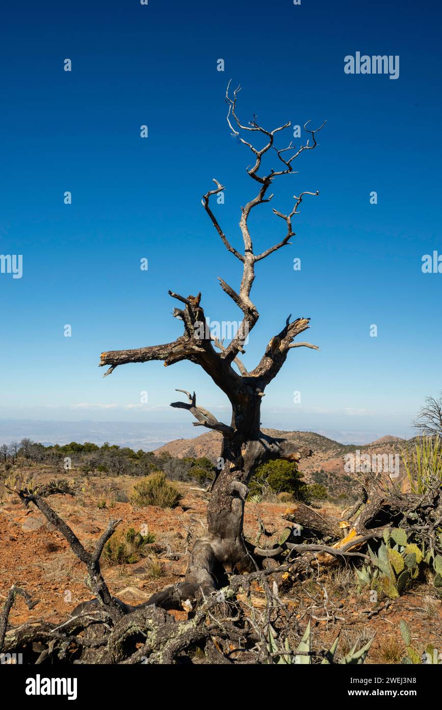 Photograph from the South Rim, Chisos Mountains. Big Bend National Park ...