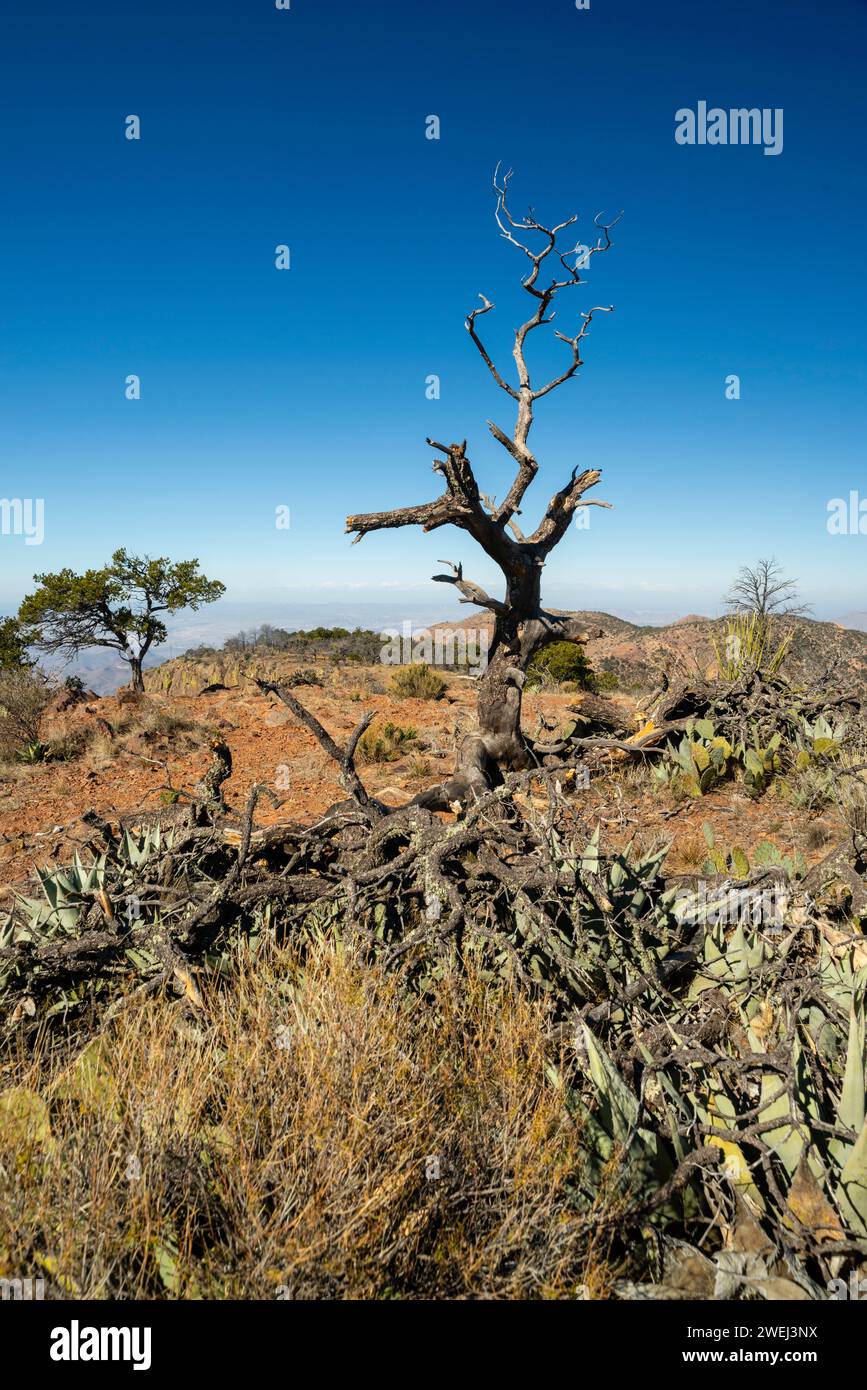 Photograph from the South Rim, Chisos Mountains. Big Bend National Park ...