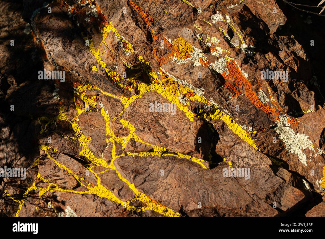 Lichen veins in rock, South Rim, Chisos Mountains. Photograph from the ...