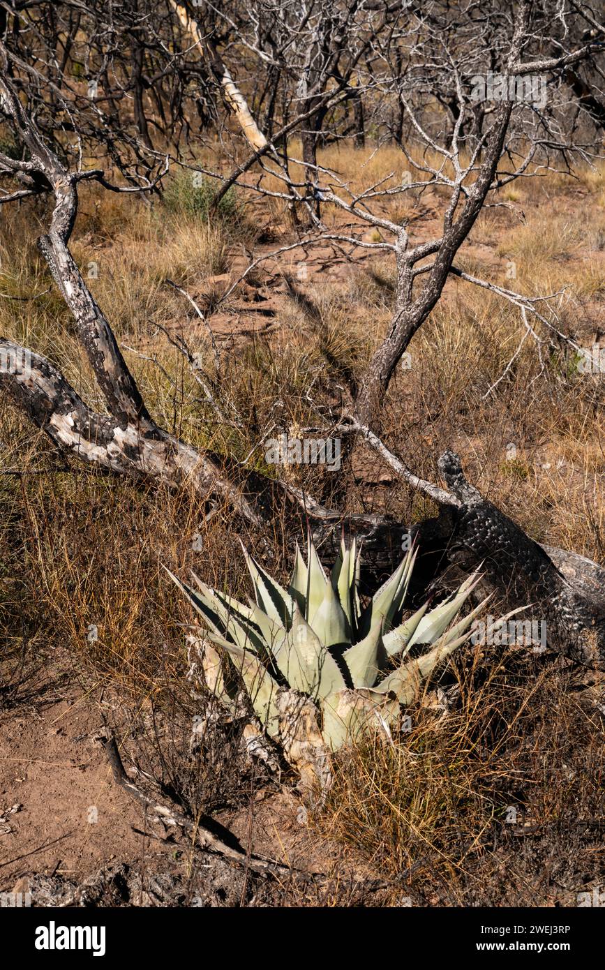 Lichen veins in rock, South Rim, Chisos Mountains. Photograph from the ...