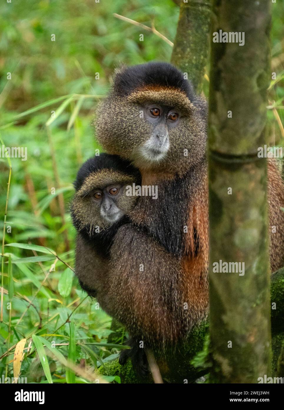 Volcanoes National Park in Rwanda around the slopes of Mount Sabyinyo ...