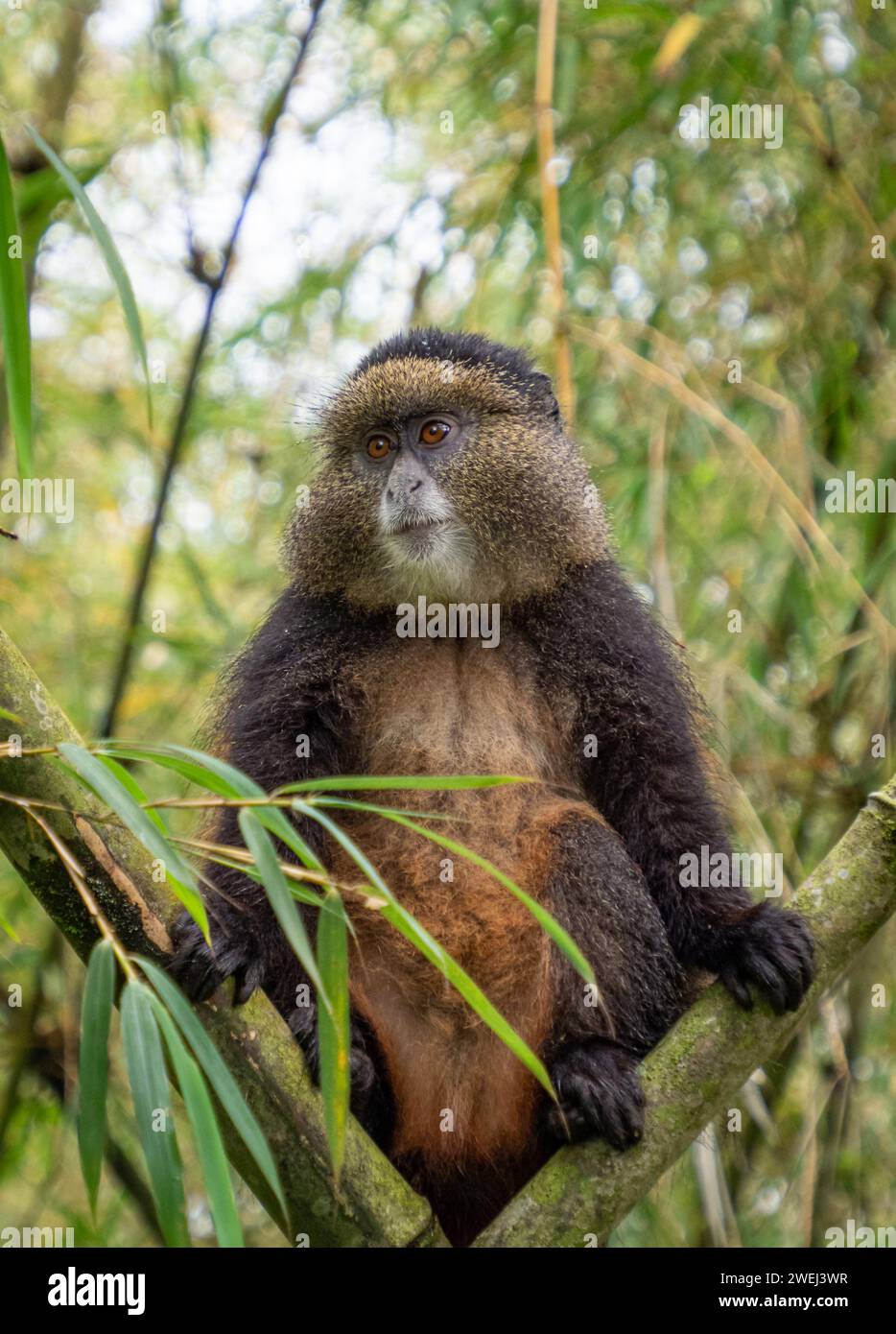 Volcanoes National Park in Rwanda around the slopes of Mount Sabyinyo ...