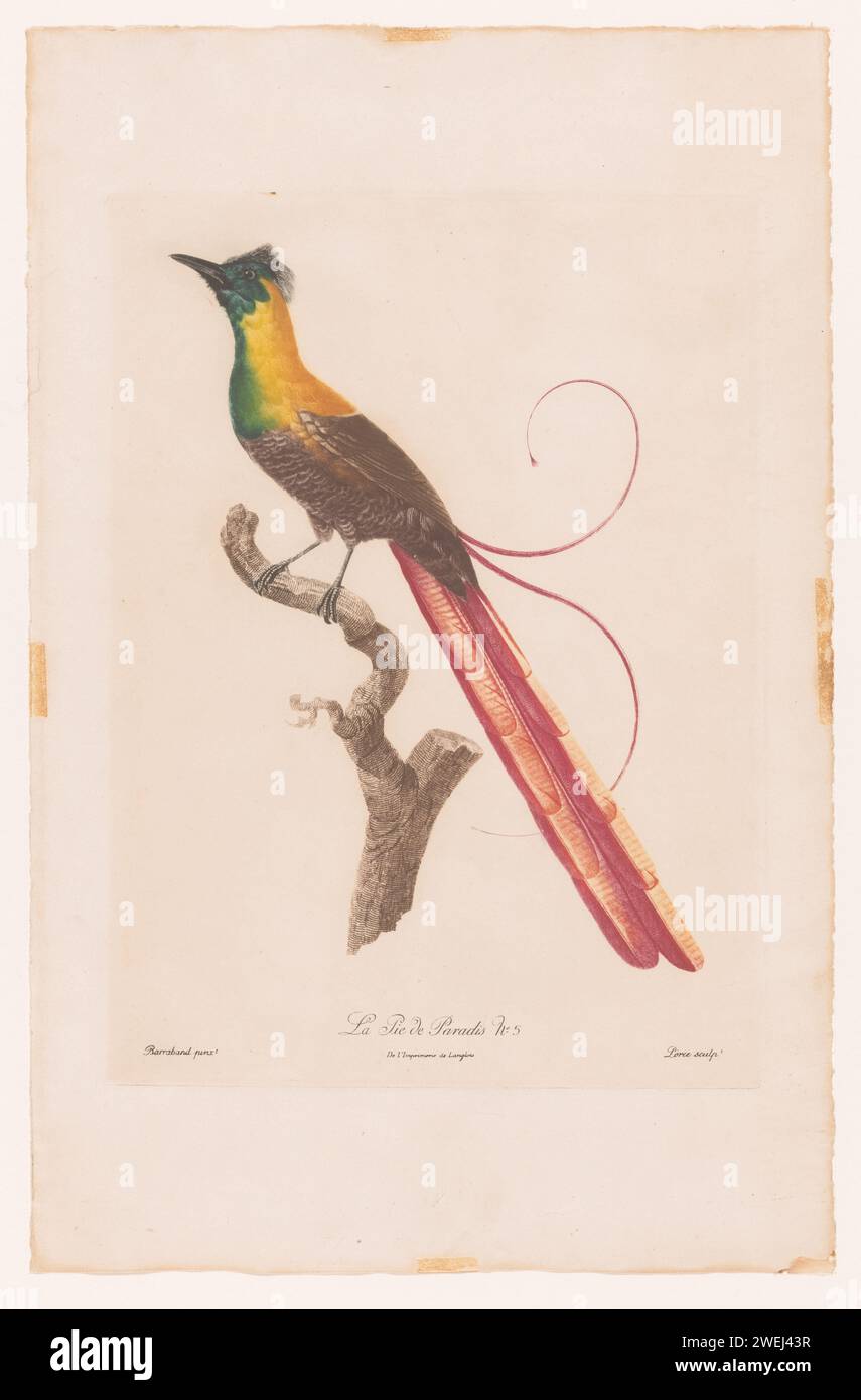 Bird of paradise on a branch, 1801 - 1806 print paper etching ...