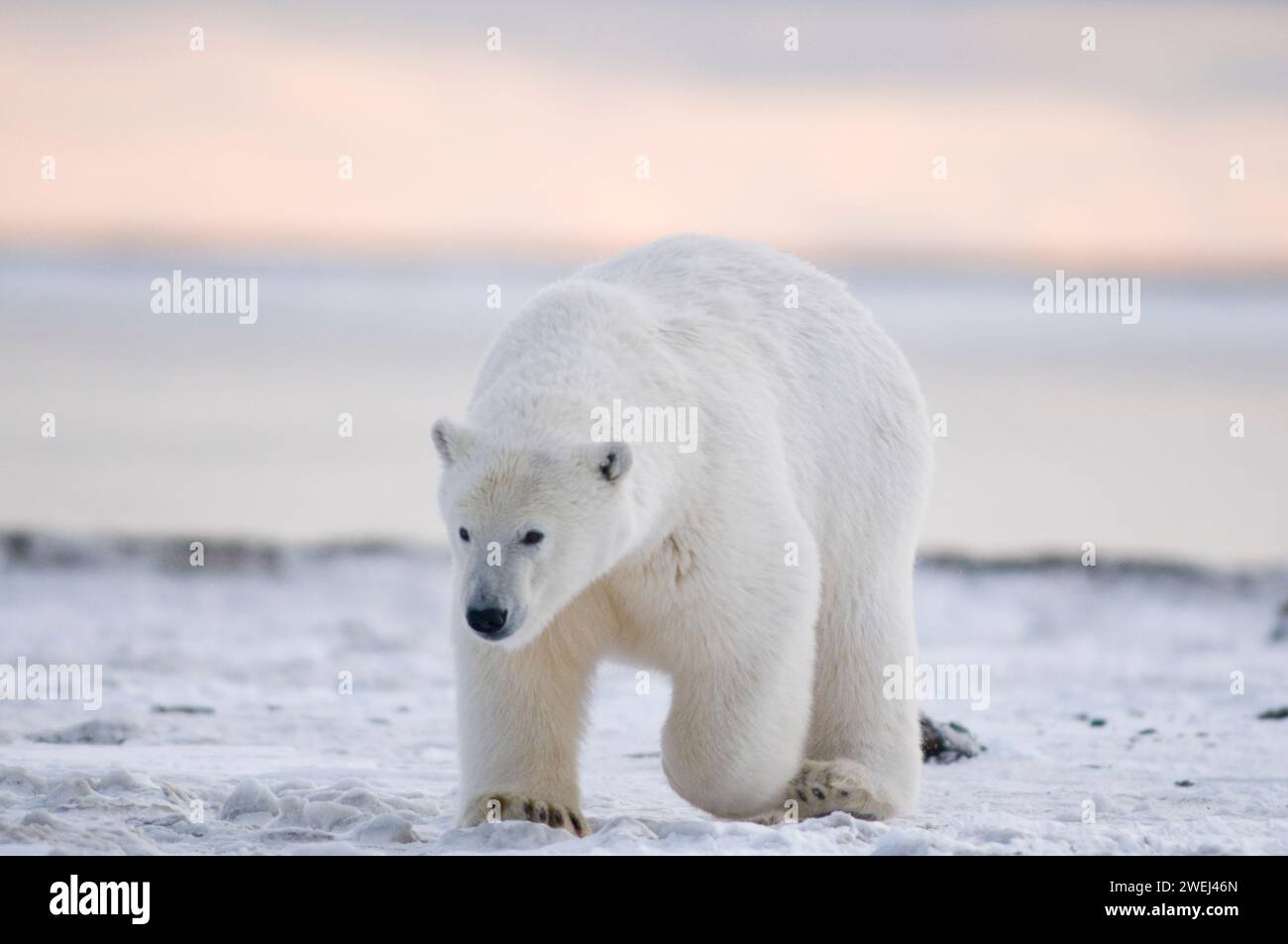polar bear Ursus maritimus boar walks along the arctic coast in search ...