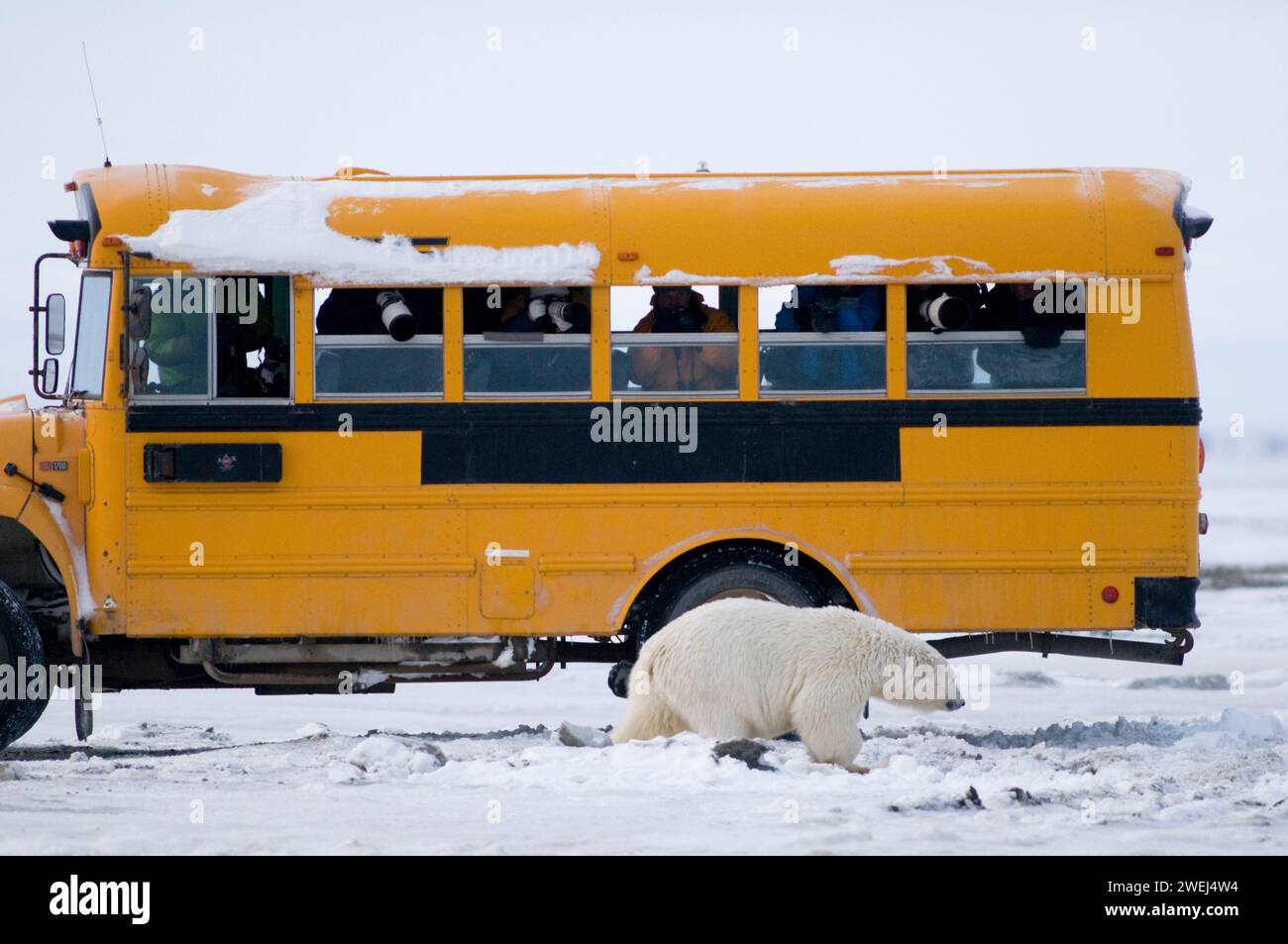 polar bear Ursus maritimus 2 year old walks by a school bus filled with ...