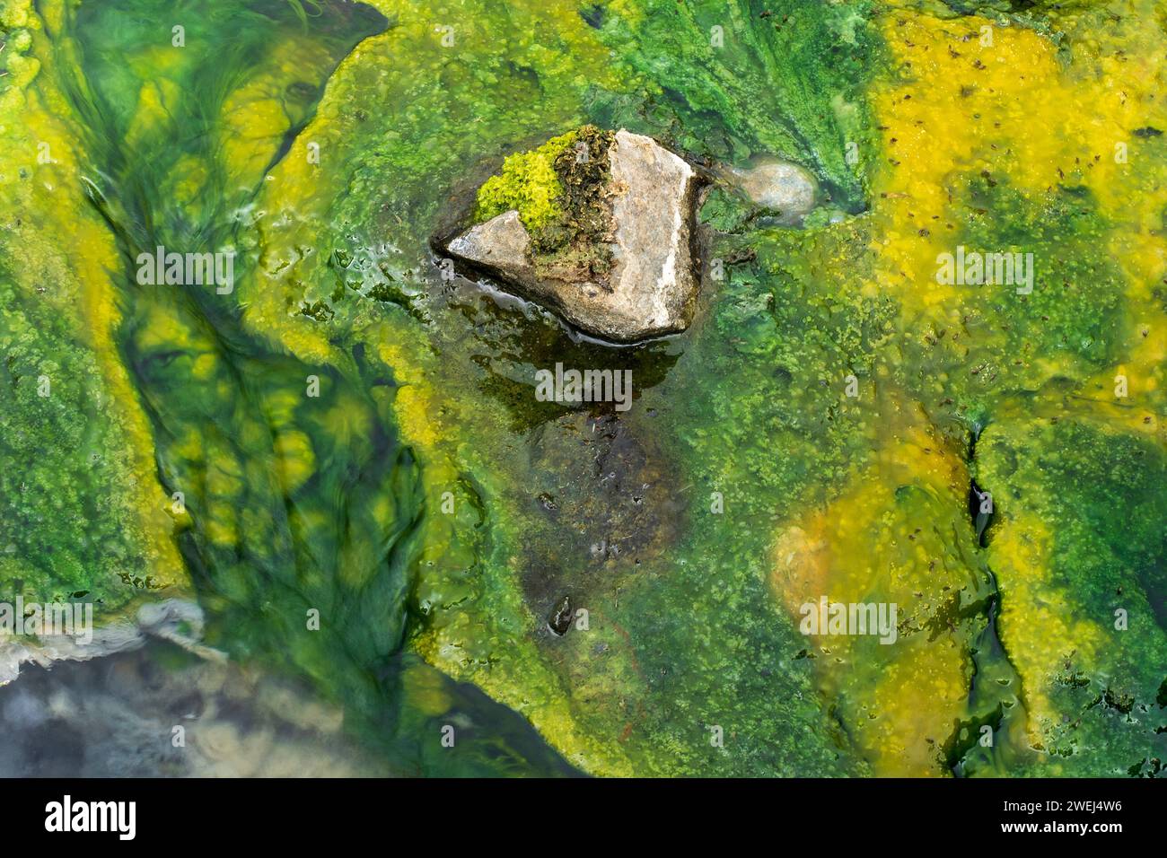 Moss underwater abstract hi-res stock photography and images - Alamy
